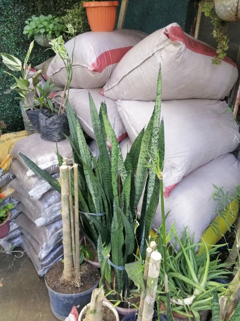 rice hull or ipa ng palay, Furniture & Home Living, Gardening ...