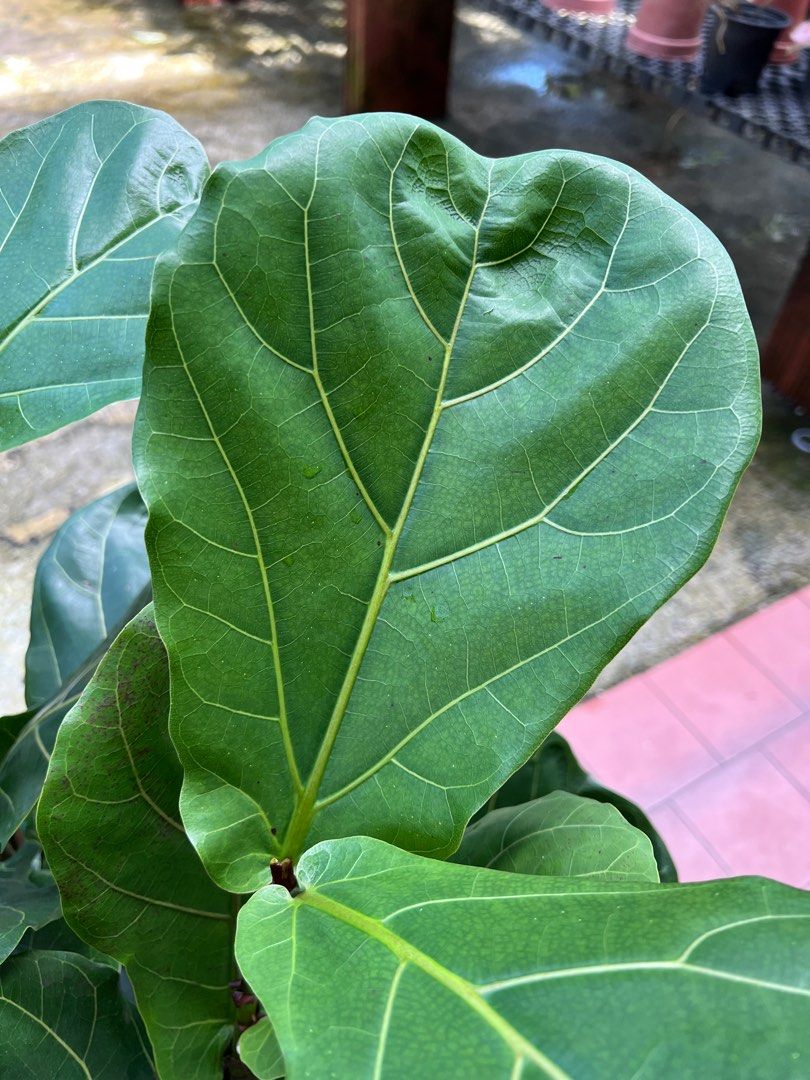 3 in 1 Fiddle Leaf Fig | Ficus Lyrata, Furniture & Home Living ...