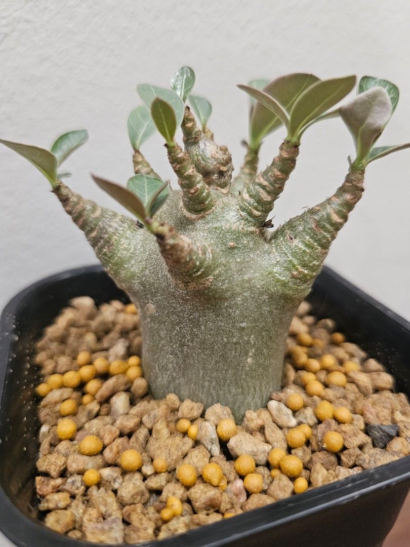 Adenium Bonsai Desert Rose plant (not Pachypodium), Furniture & Home ...