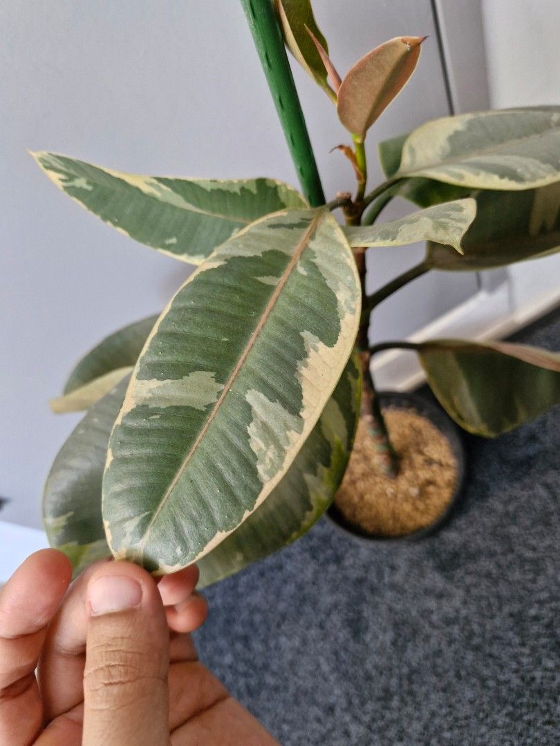 Variegated Ficus Elastica/ Rubber Fig plant/tree/bonsai, Furniture ...
