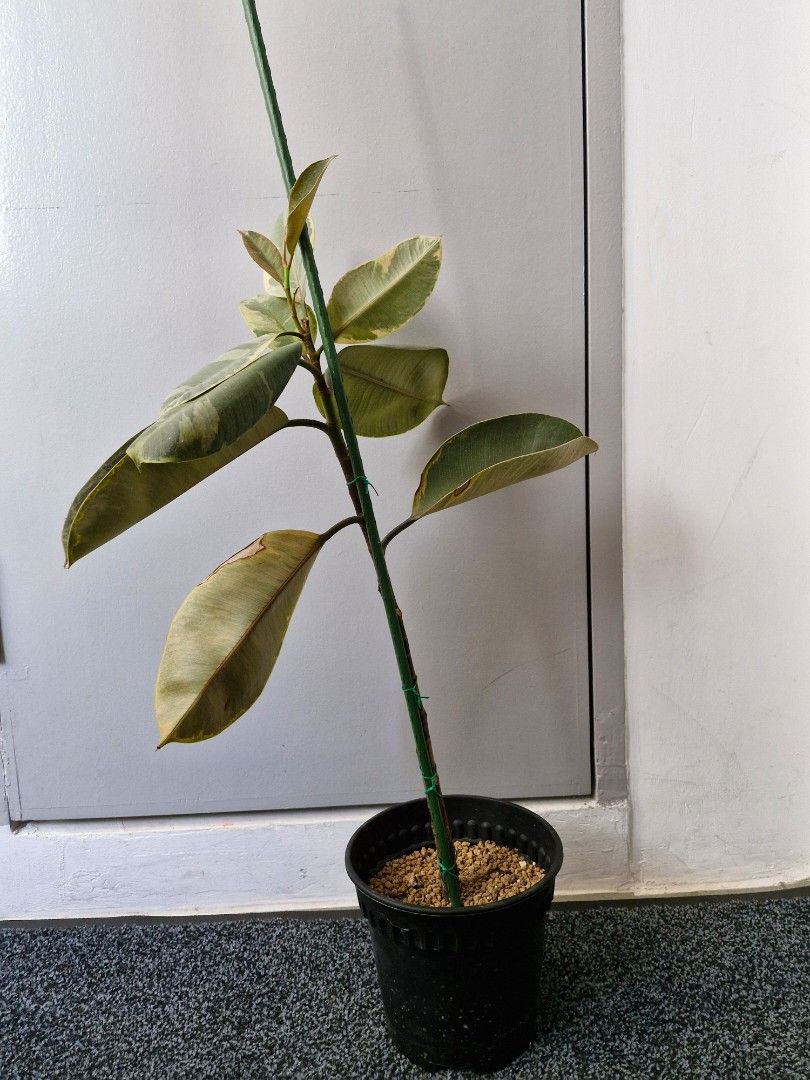 Variegated Ficus Elastica/ Rubber Fig plant/tree/bonsai, Furniture ...