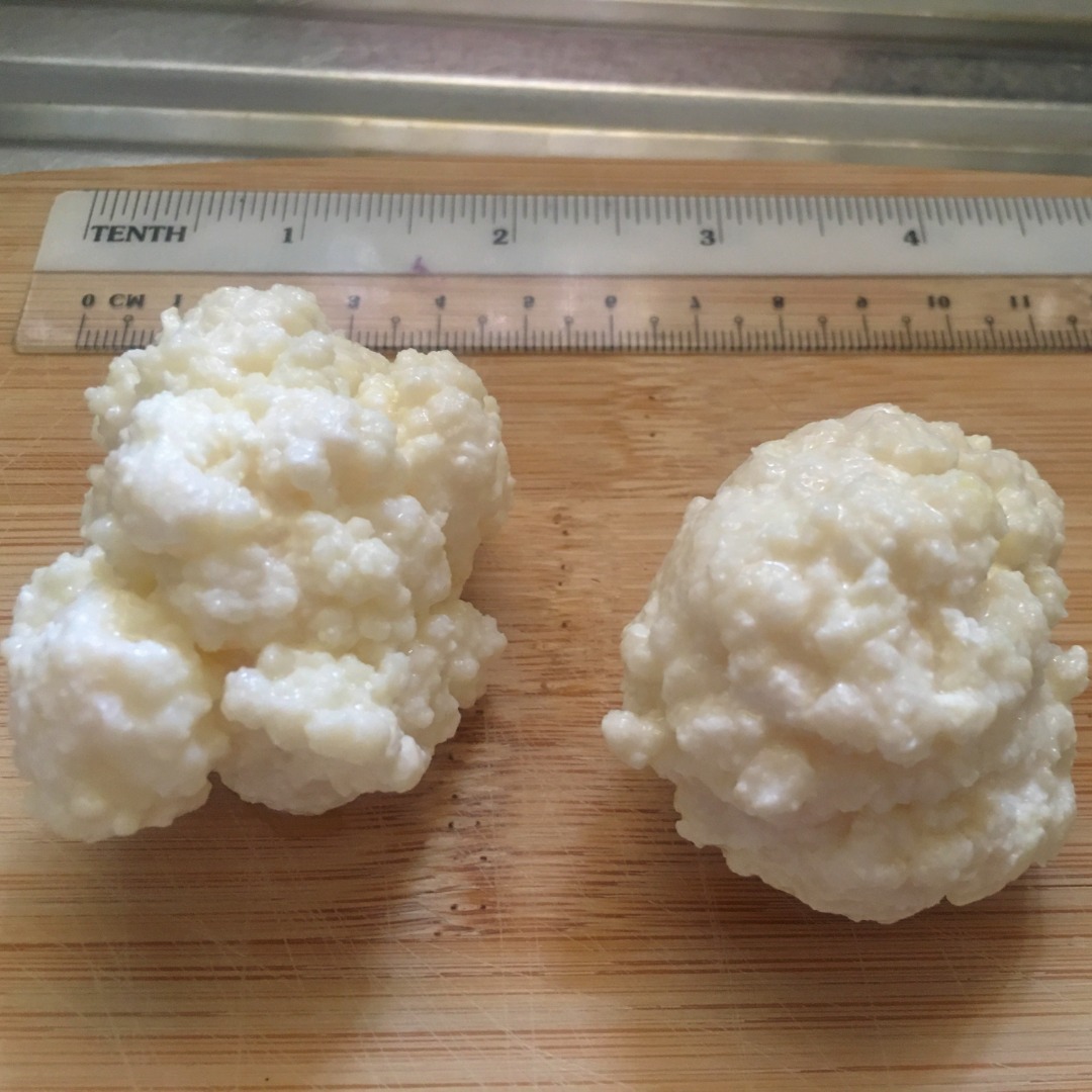 Kefir Grains (Cultivated), Milk Kefir, Health & Nutrition, Health ...