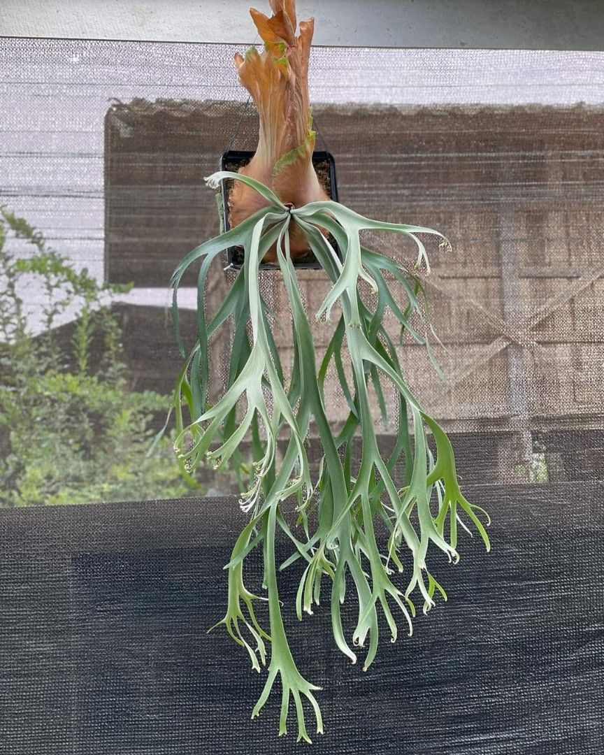 Platycerium willinckii 'Bogor Suddan' sporeling, Furniture & Home ...