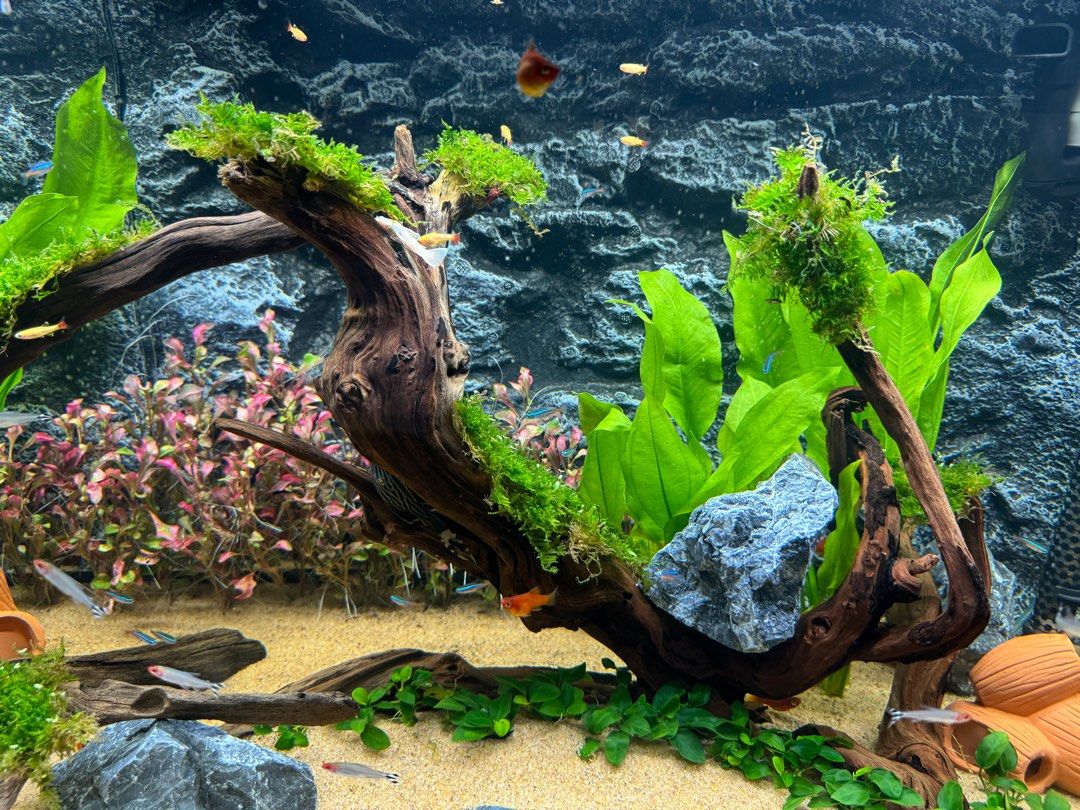 Aquarium Tank 3D Rock Background, Pet Supplies, Homes & Other Pet ...