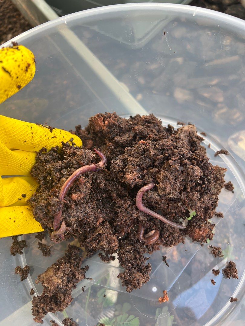 African Night Crawler earthworms for fertilizer vermicompost - bred in ...