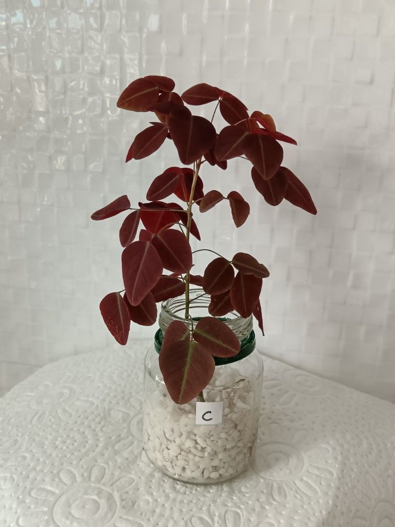 Fire Fern Rubra (Pot A to D), Furniture & Home Living, Gardening ...