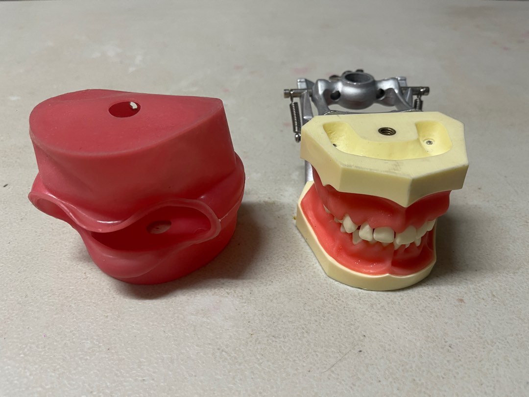 PERIO MODEL AND RUBBER CHEEK, Hobbies & Toys, Stationary & Craft ...