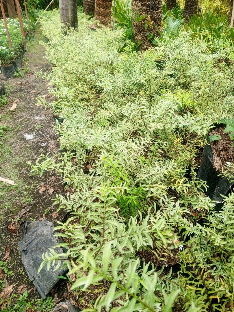 Silver Suamei Water Jasmine Plant, Furniture & Home Living, Gardening ...