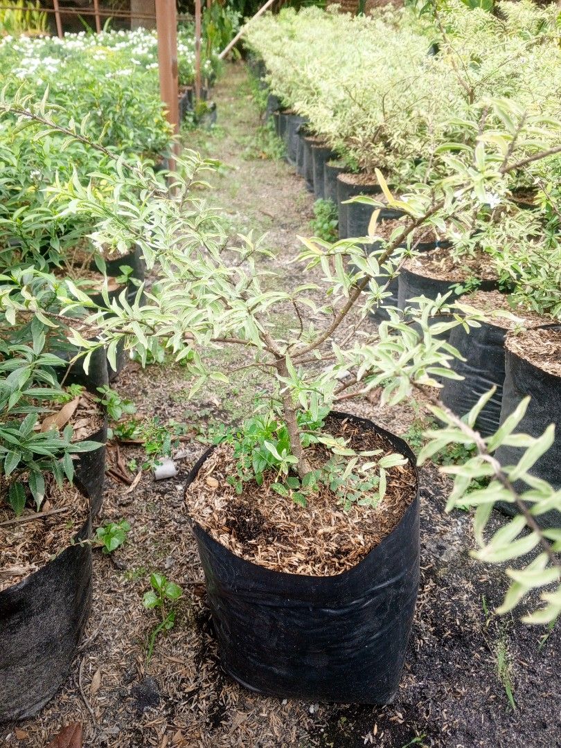 Silver Suamei Water Jasmine Plant, Furniture & Home Living, Gardening ...