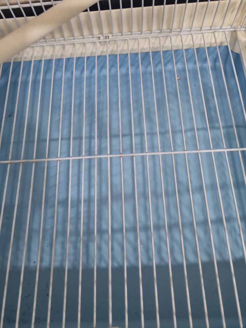 Bird cage, Pet Supplies, Homes & Other Pet Accessories on Carousell