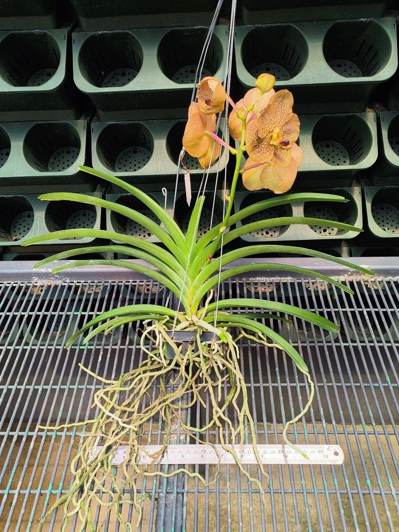 (blooming) Vanda His Majesty King Charles III, Furniture & Home Living ...