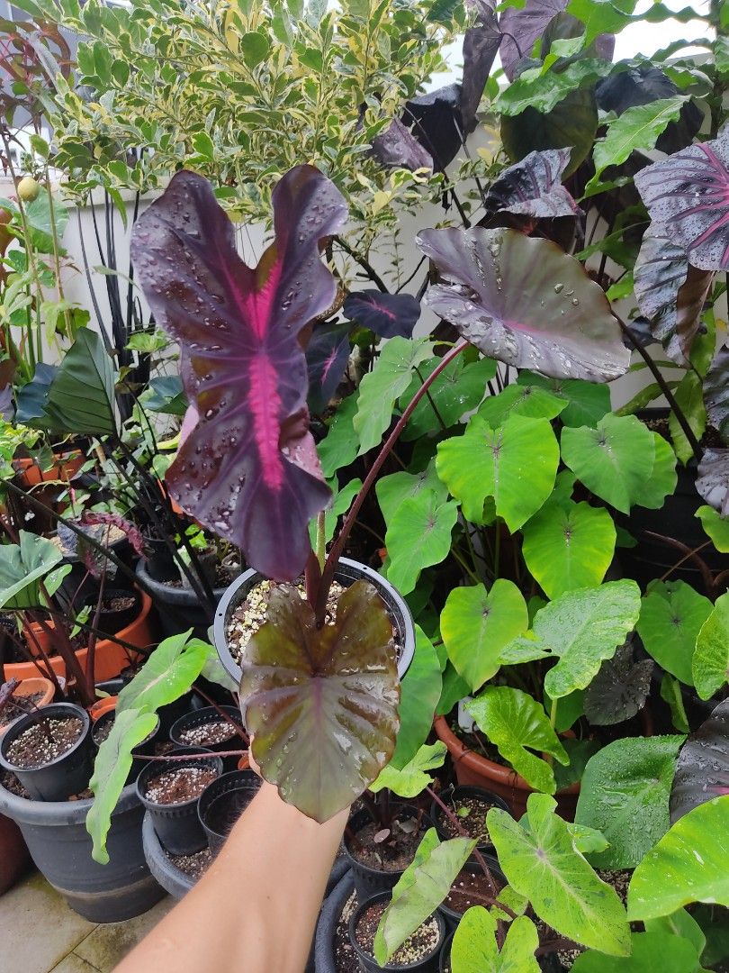 Colocasia Redemption prop for sale., Furniture & Home Living, Gardening ...