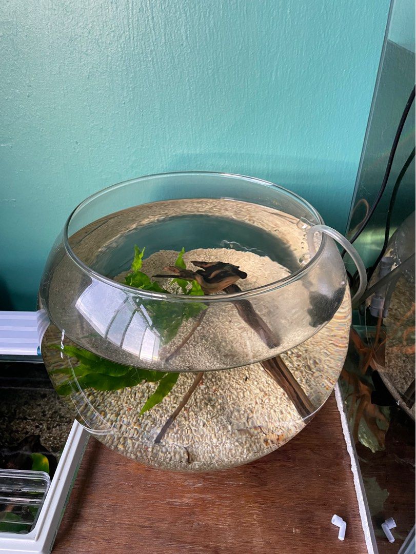 Aquarium FISH BOWL LARGE SIZE, Pet Supplies, Homes & Other Pet ...