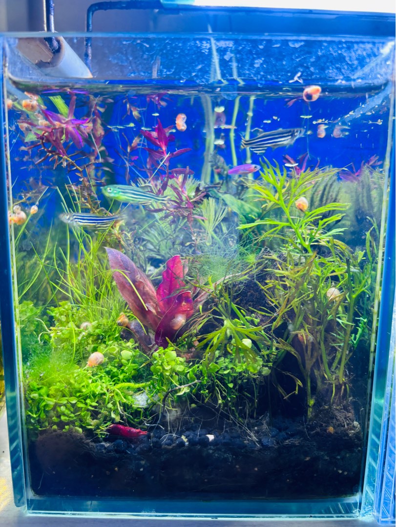 Planted fish tank set, Pet Supplies, Homes & Other Pet Accessories on ...