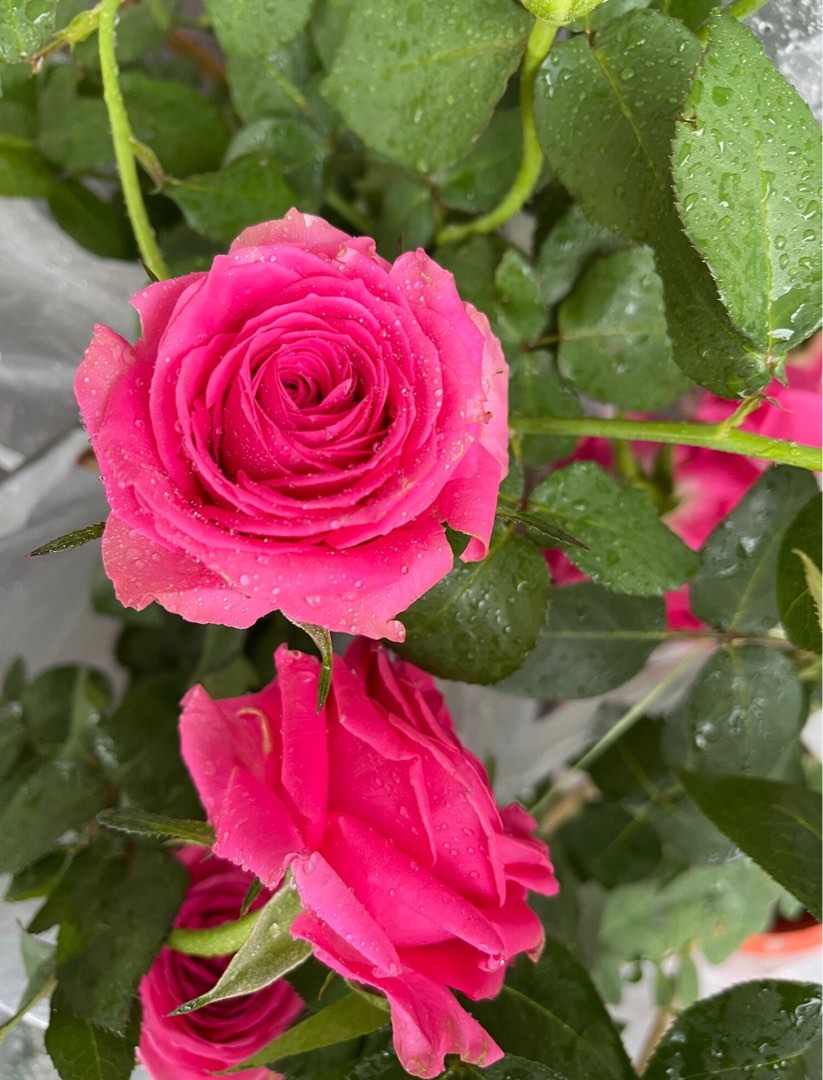 Rose pink colour 0.8meter height real live plant free extra organic ...