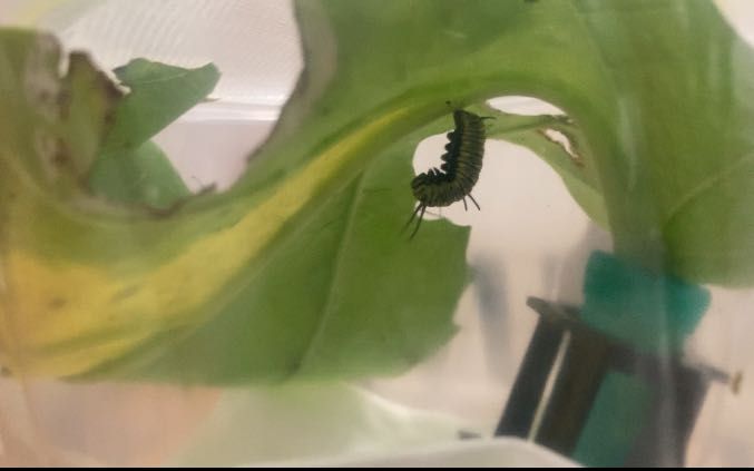 Educational Caterpillar Kits for Kids, Pet Supplies, Homes & Other Pet ...
