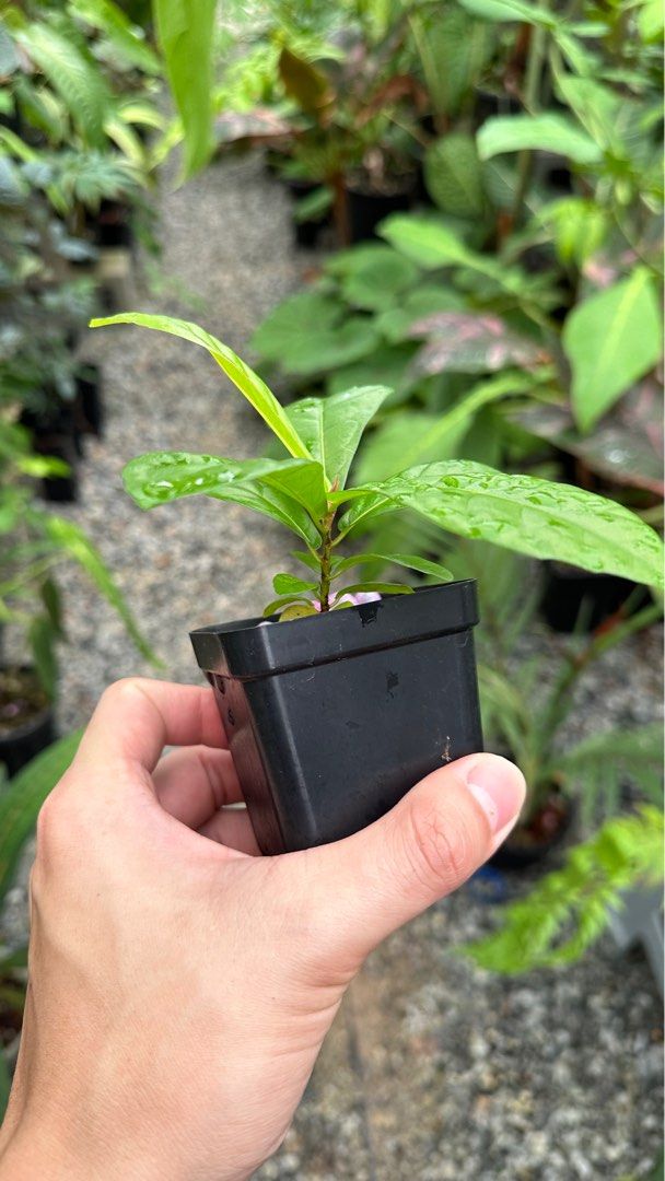 Ficus pseudopalma seedling (Uncommon in SG), Furniture & Home Living ...