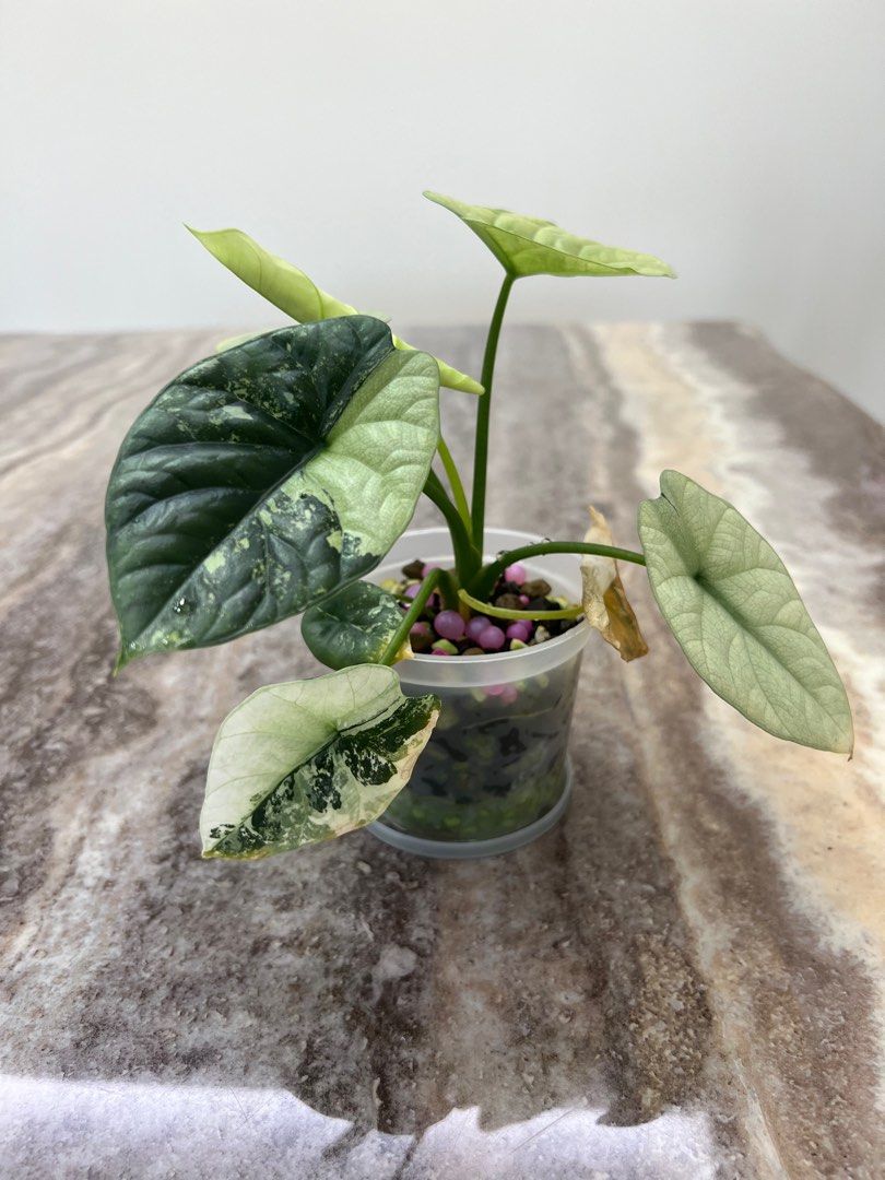 Alocasia Sinuata Albo variegated, Furniture & Home Living, Gardening ...