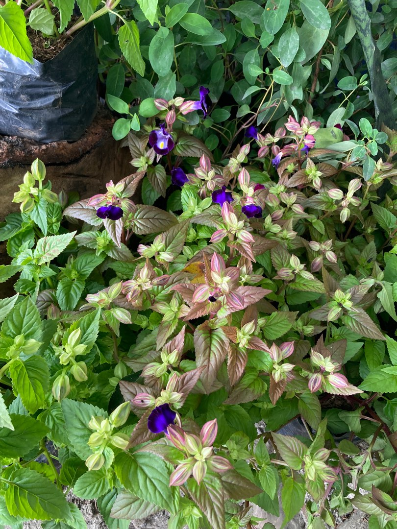 Blue ternate clitoria ( tea flowers), Furniture & Home Living ...