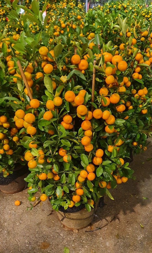 Cny plant - China Four Season Lime 4ft ( 12" pot), Furniture & Home ...