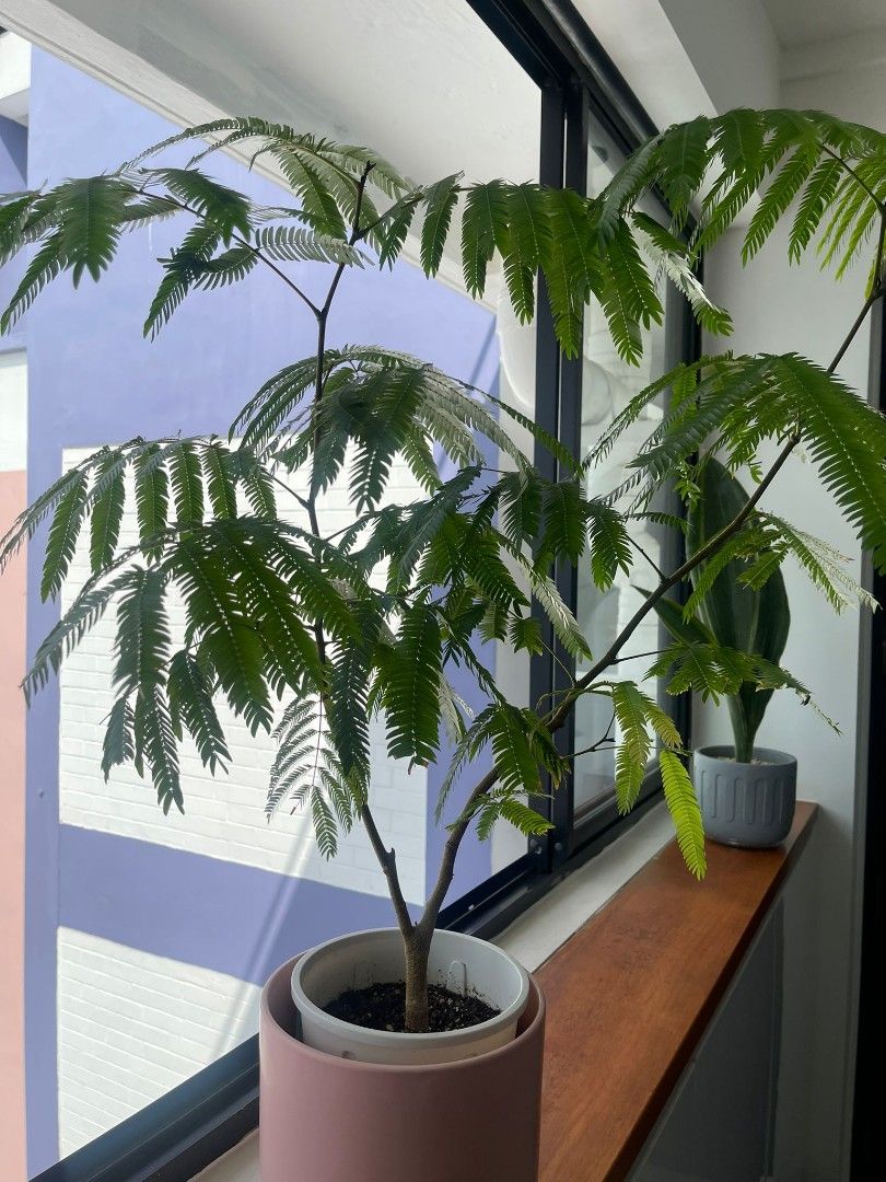 Everfresh tree (Pithecellobium Confertum), Furniture & Home Living ...