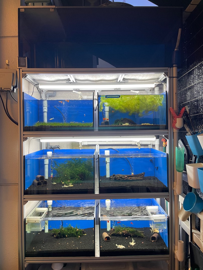 Fish Tanks & Rack (Semi Auto), Pet Supplies, Homes & Other Pet ...