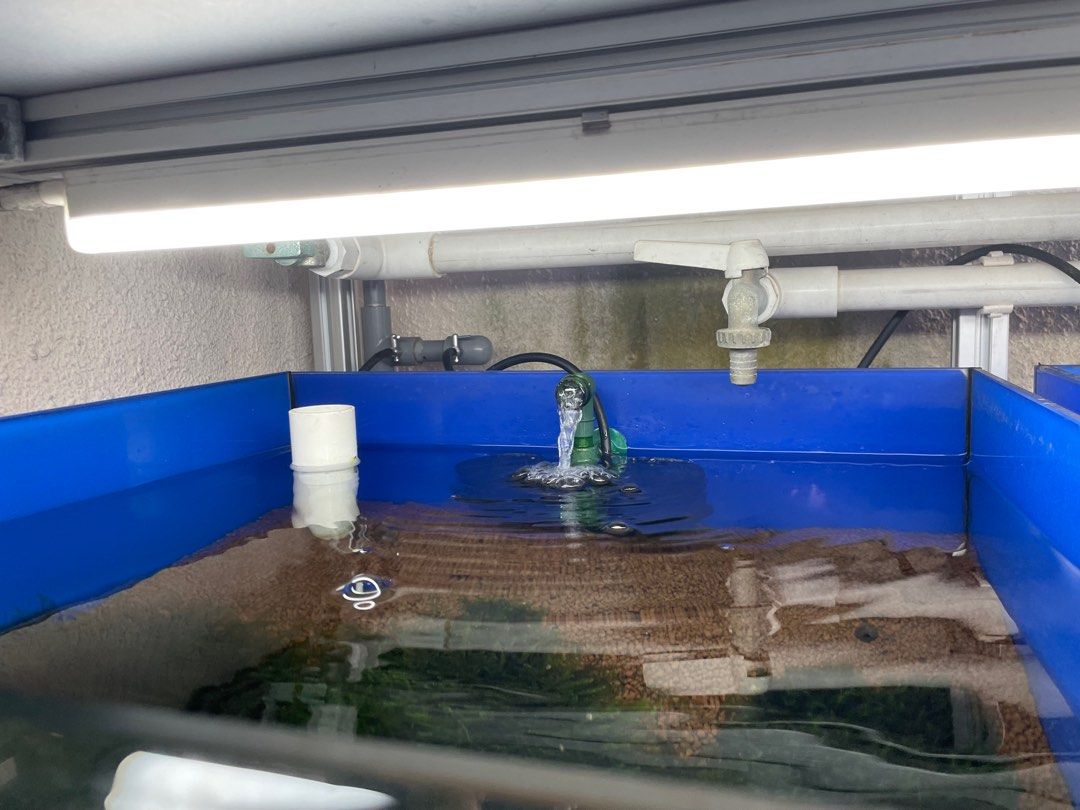 Fish Tanks & Rack (Semi Auto), Pet Supplies, Homes & Other Pet ...