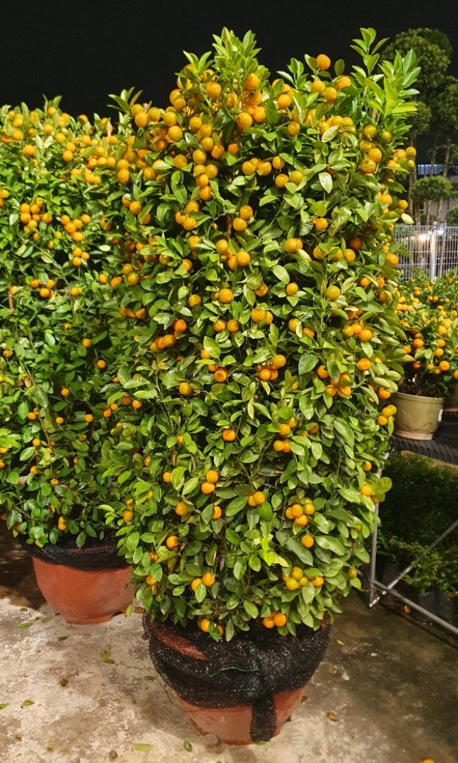 Cny plant - China Four Seasons Lime 2.2m ht ( 70cm pot), Furniture ...