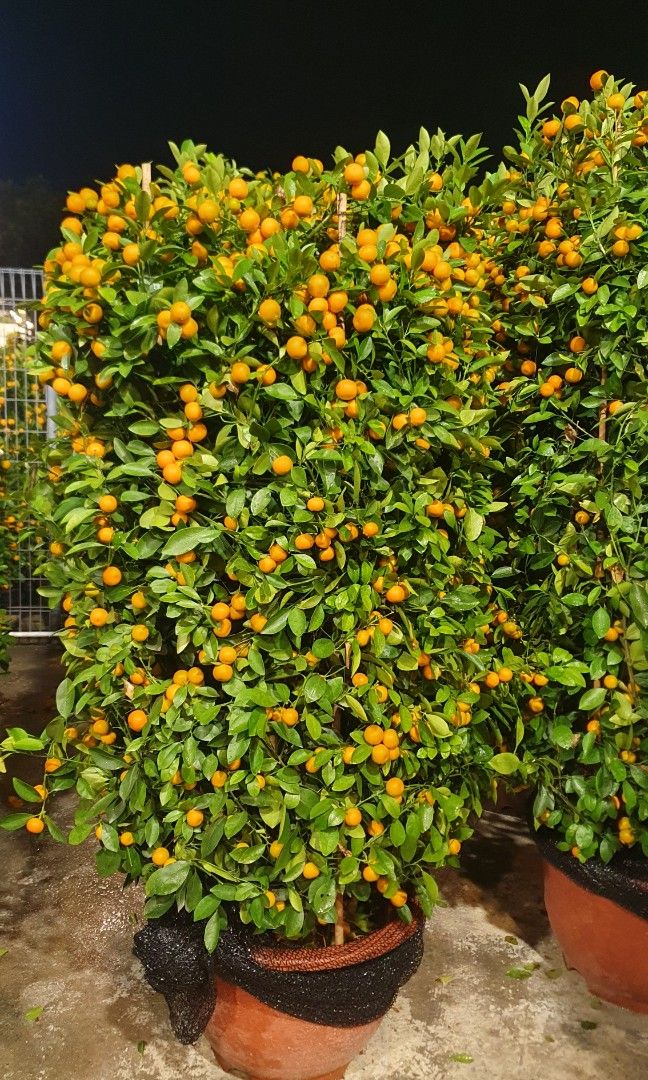 Cny plant - China Four Seasons Lime 2.2m ht ( 70cm pot), Furniture ...