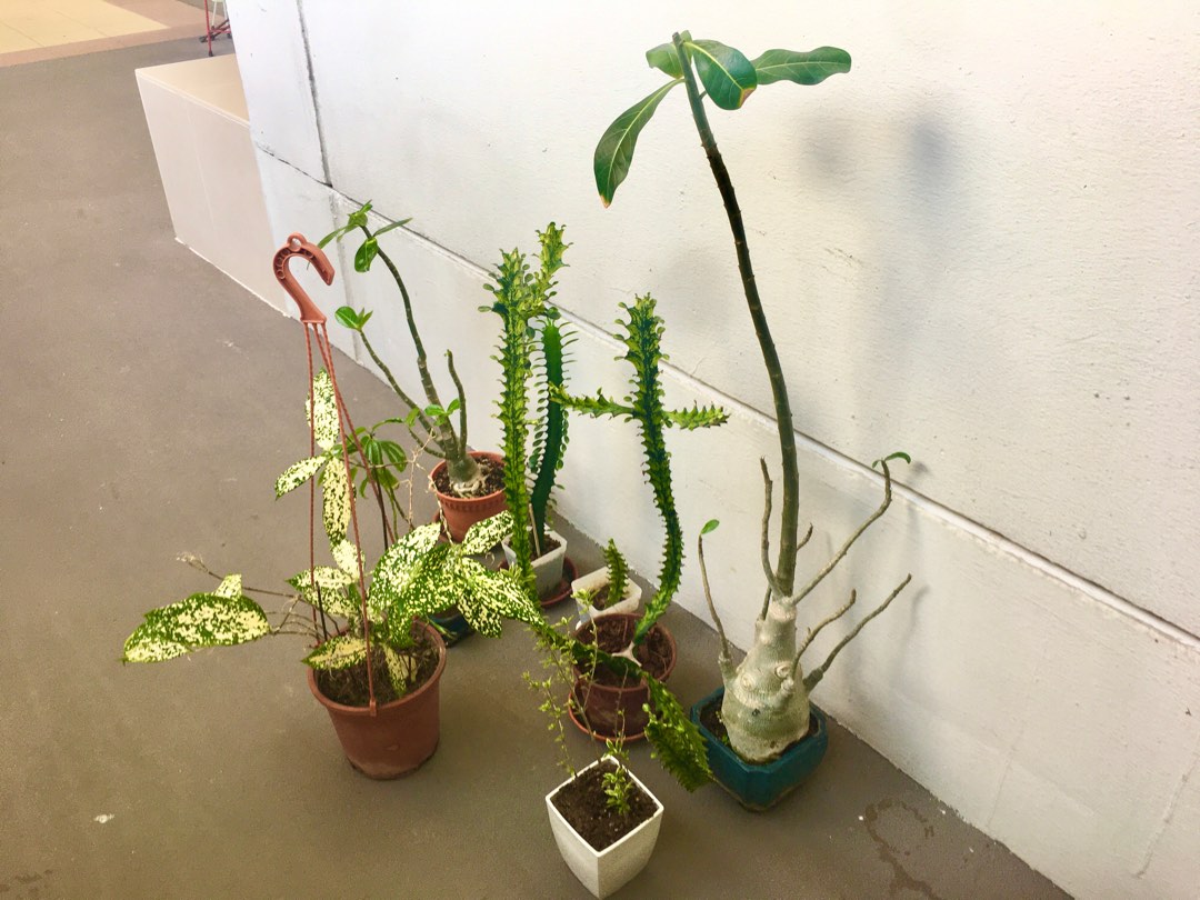 Free Plants for Plant Lovers and New Starters, Furniture & Home Living ...