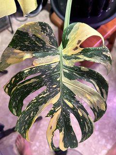 Monstera Deliciosa , Furniture & Home Living, Gardening, Plants & Seeds ...