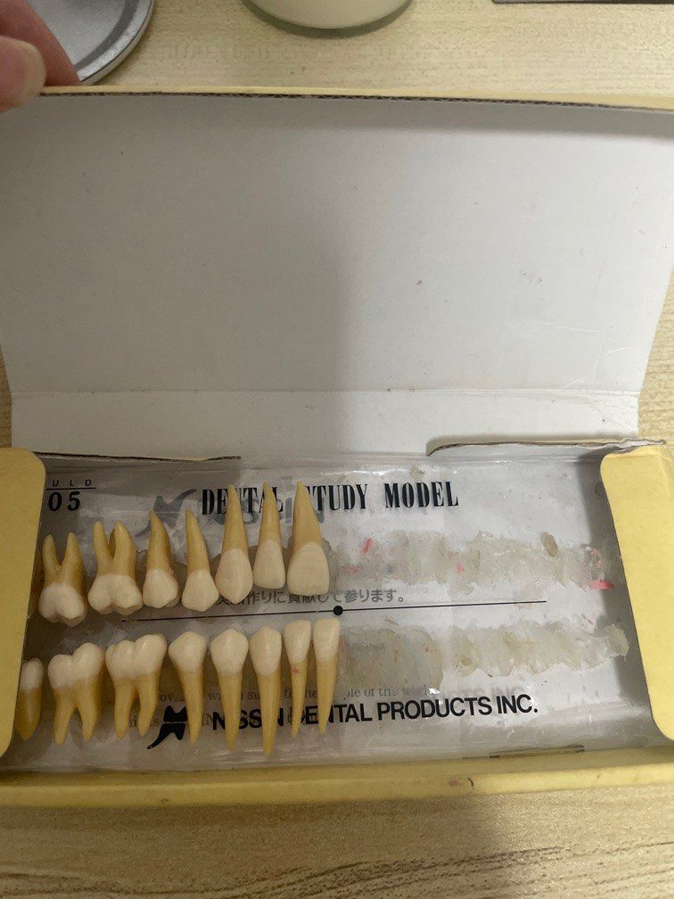 Nissin Anatomical Tooth Model, Everything Else, Others on Carousell