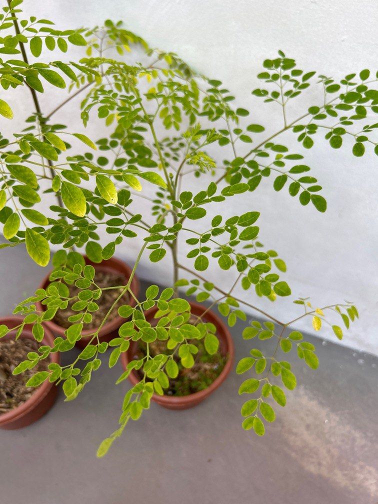 Moringa/ Pokok Kelor . $10 each pot, Furniture & Home Living, Gardening ...