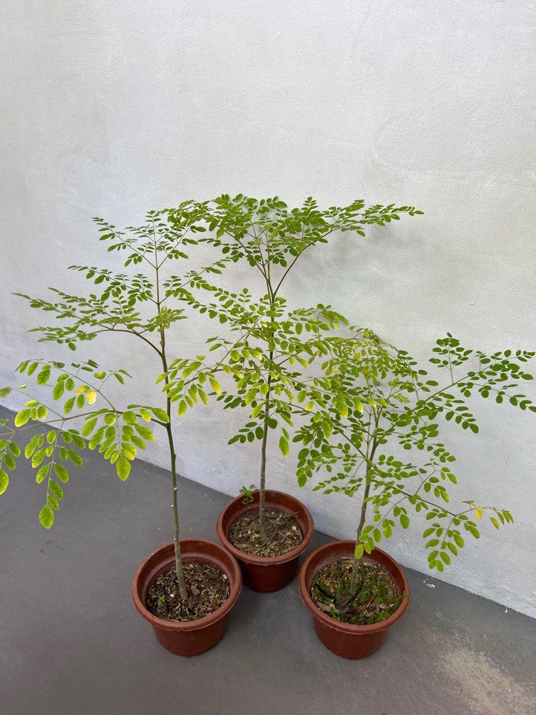 Moringa/ Pokok Kelor . $10 each pot, Furniture & Home Living, Gardening ...