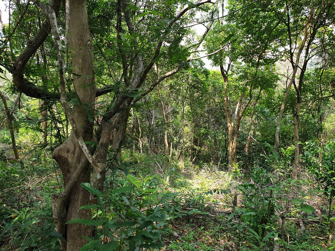 4 Hectares Land for Sale in Tanay Rizal, Property, For Sale, Lot on ...