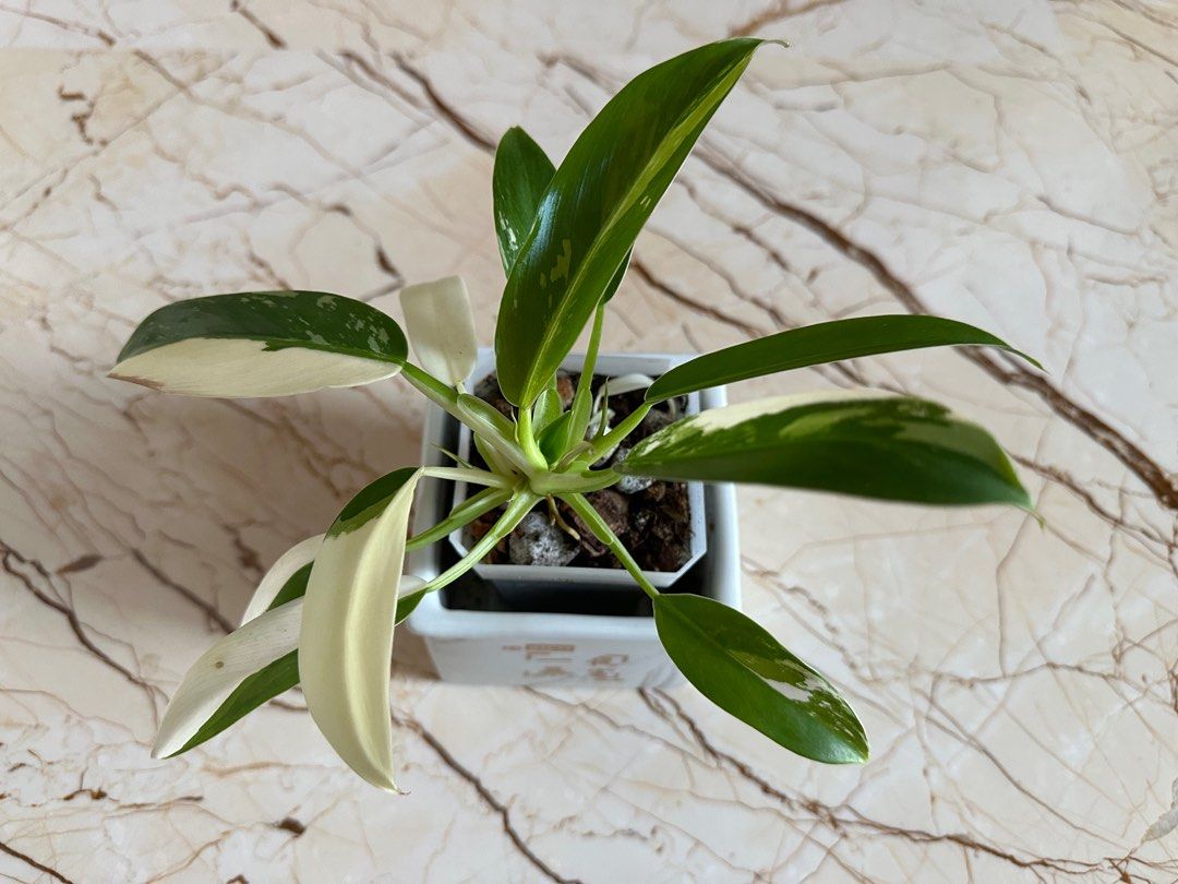 Philodendron Wend Imbe Variegated, Furniture & Home Living, Gardening ...