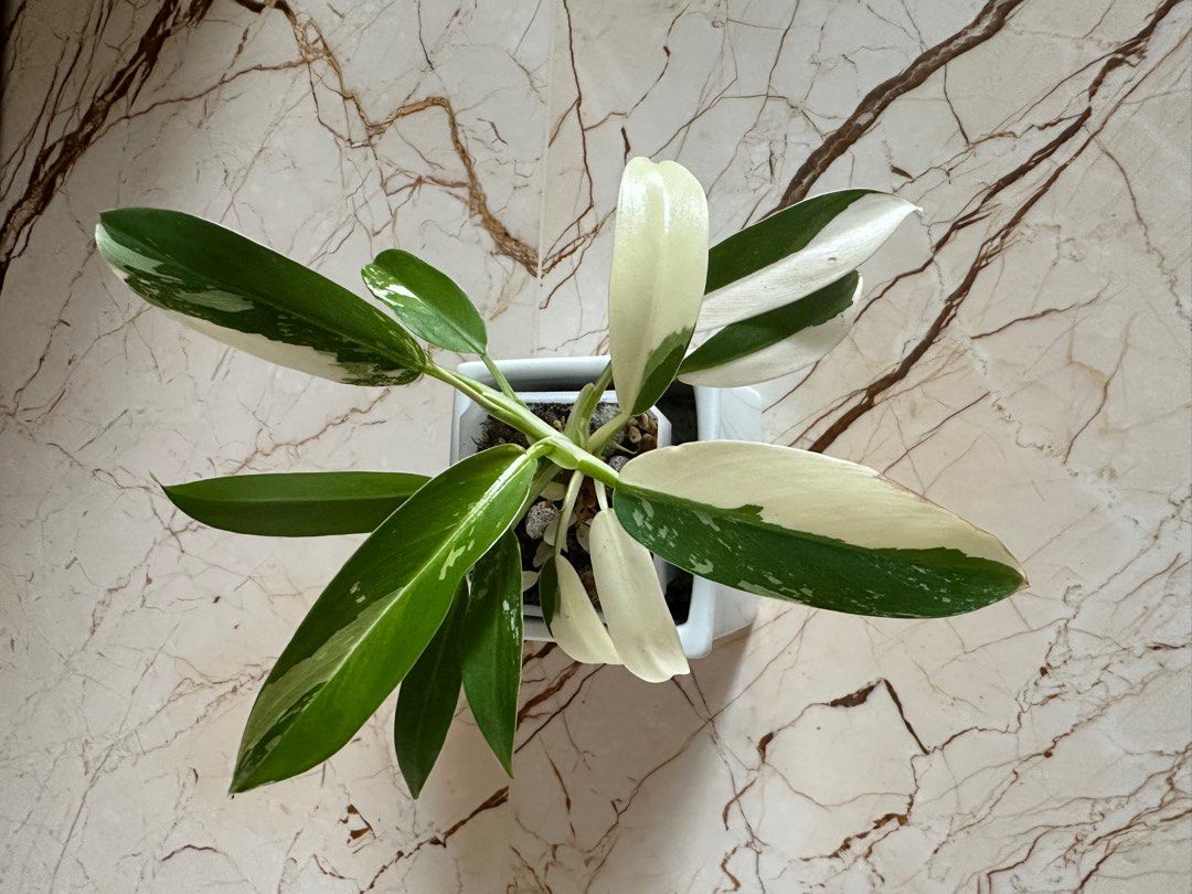 Philodendron Wend Imbe Variegated, Furniture & Home Living, Gardening ...