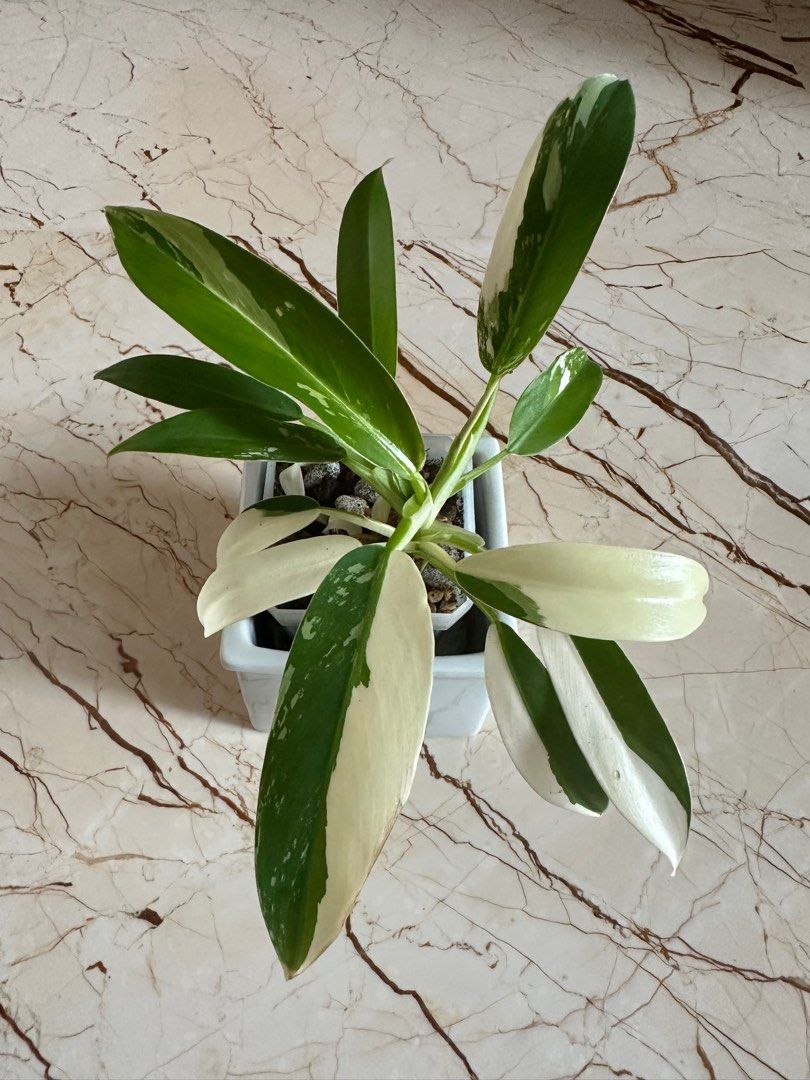 Philodendron Wend Imbe Variegated, Furniture & Home Living, Gardening ...