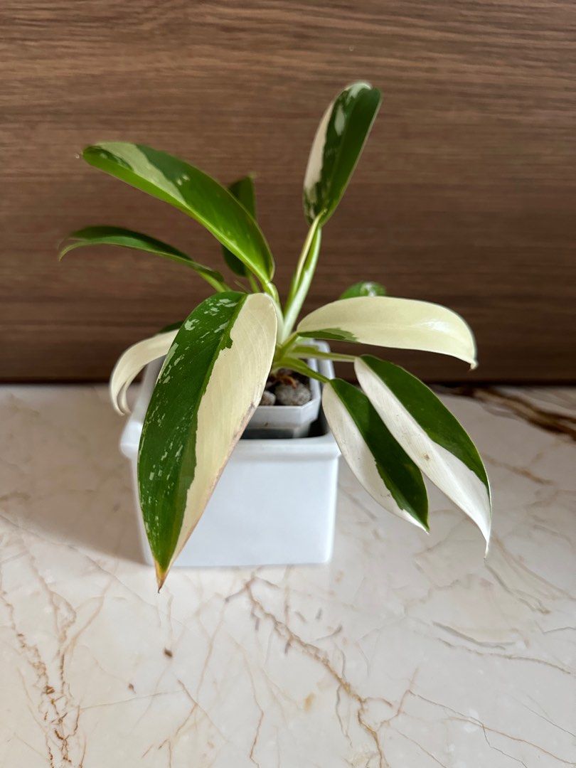 Philodendron Wend Imbe Variegated, Furniture & Home Living, Gardening ...