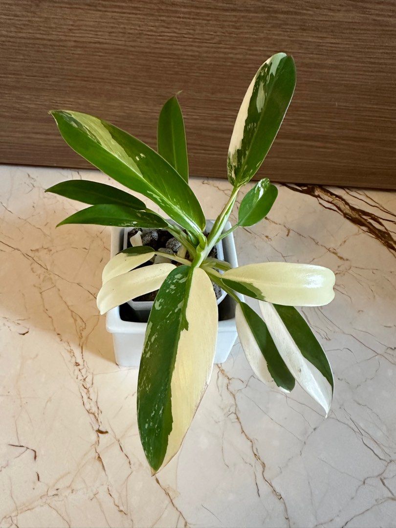 Philodendron Wend Imbe Variegated, Furniture & Home Living, Gardening ...