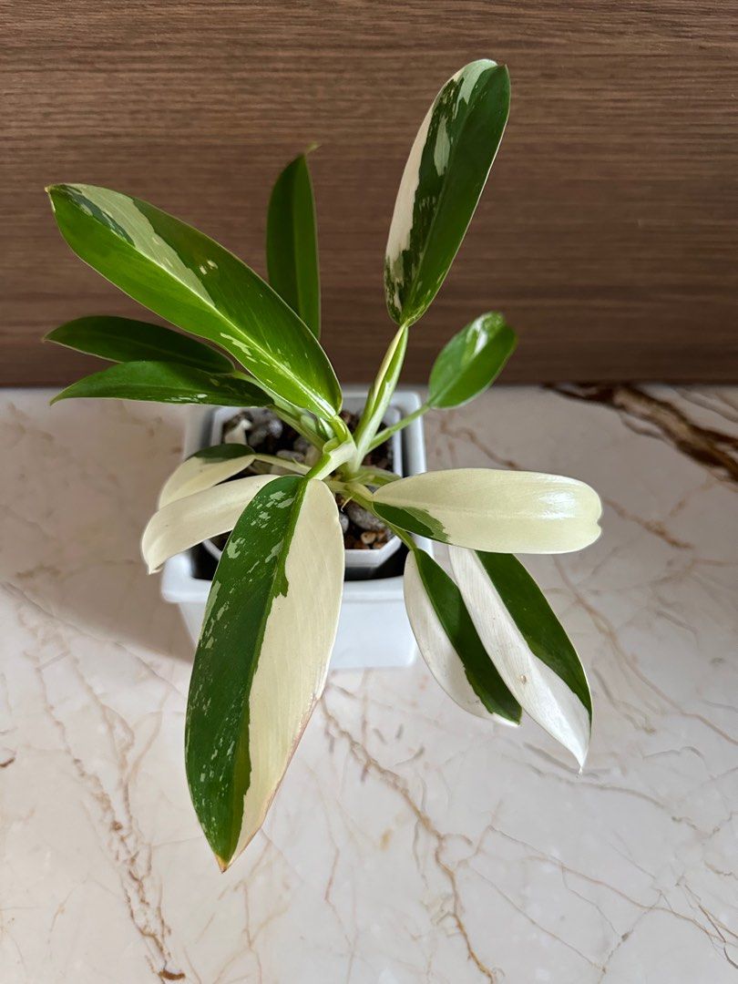 Philodendron Wend Imbe Variegated, Furniture & Home Living, Gardening ...