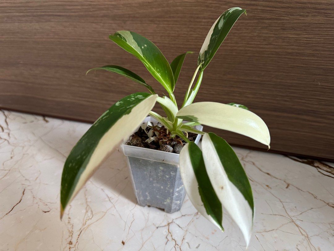 Philodendron Wend Imbe Variegated, Furniture & Home Living, Gardening ...