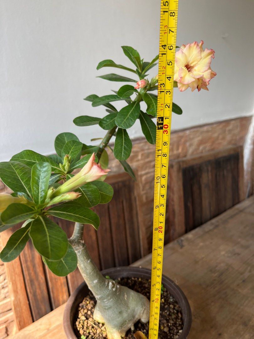 Yellow Grafted adenium, Furniture & Home Living, Gardening, Plants ...