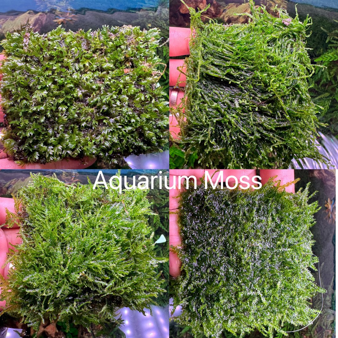 Aquarium Live Aquatic Moss Assorted Moss Mesh (7x7cm), Pet Supplies ...