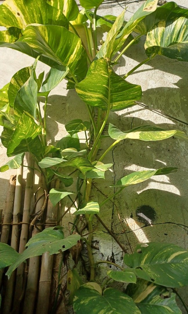 Big plants for your garden, Furniture & Home Living, Gardening, Plants ...