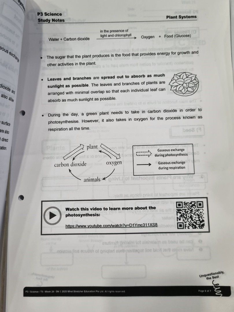 Mindstretcher Primary P3 P4 Science Notes and Worksheets, Everything ...