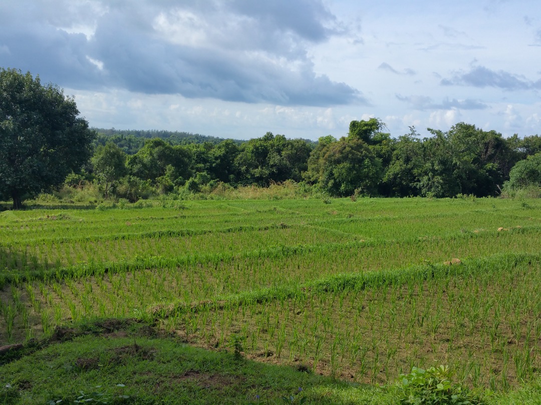 farm lot zambales - View all farm lot zambales ads in Carousell Philippines