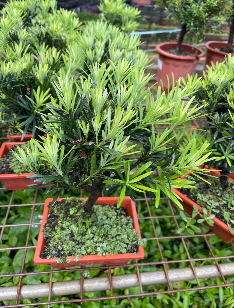 Bonsai podocarpus small pot 20cm height live plant free fertiliser 0 ...