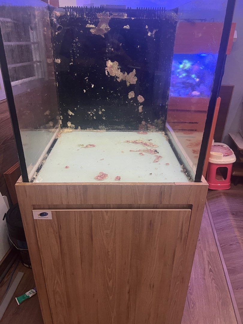 Fish tank 60cm cube, Pet Supplies, Homes & Other Pet Accessories on ...