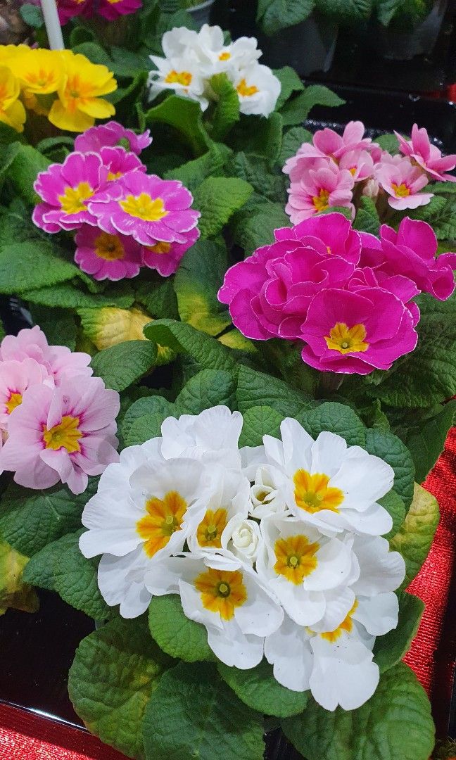 Holland Primula (Acaulis Grp) 'Paradiso Mid-Early' (10cm pot ...